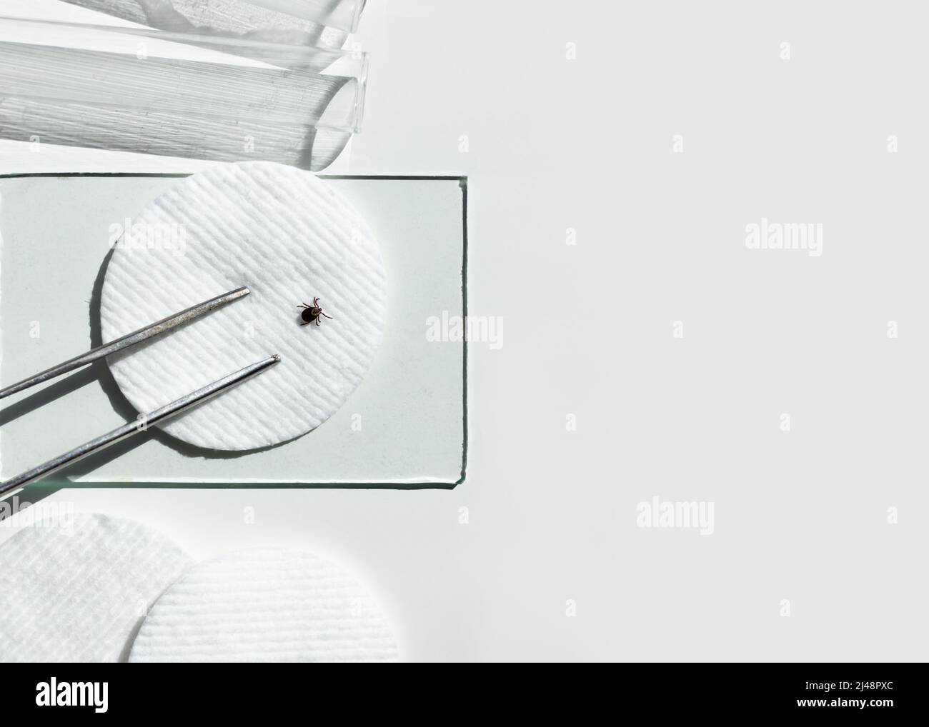 Concept for National Lyme Disease Awareness Month. Abstract medical ...