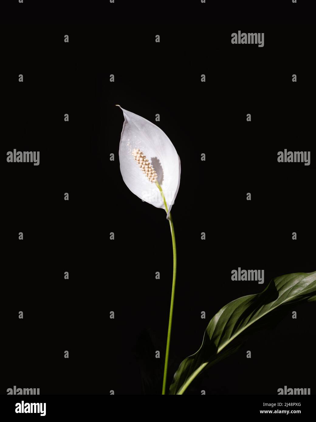 Selectively illuminated beautiful white flower on a black background ...