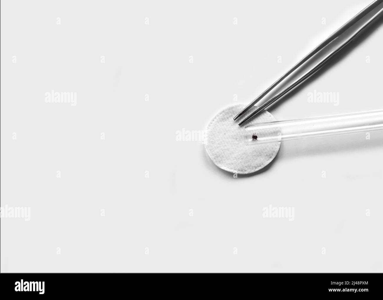 Concept for National Lyme Disease Awareness Month. Abstract medical ...