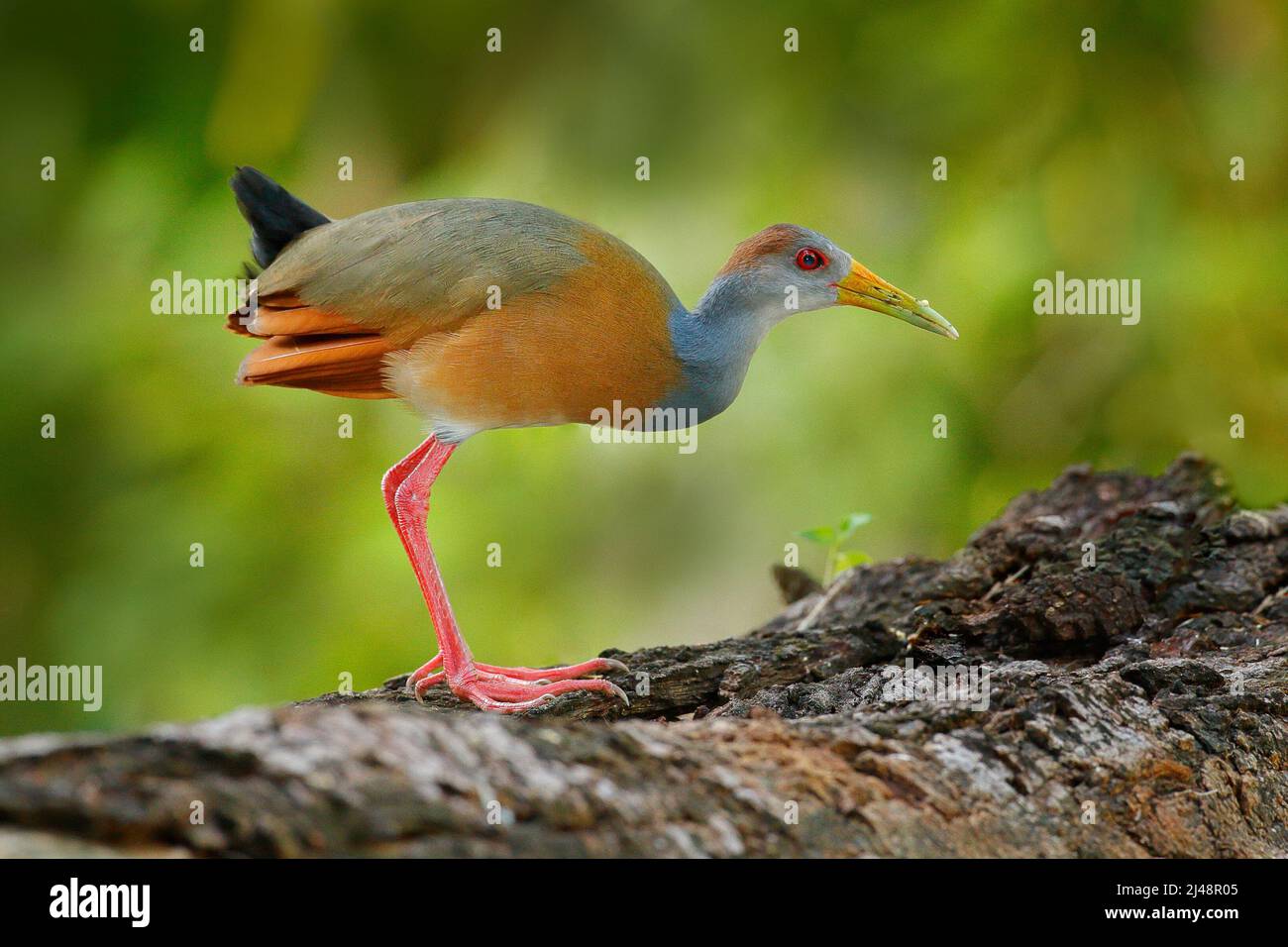 Gray-necked Wood-Rail, Aramides cajanea, walking on the tree trunk in ...