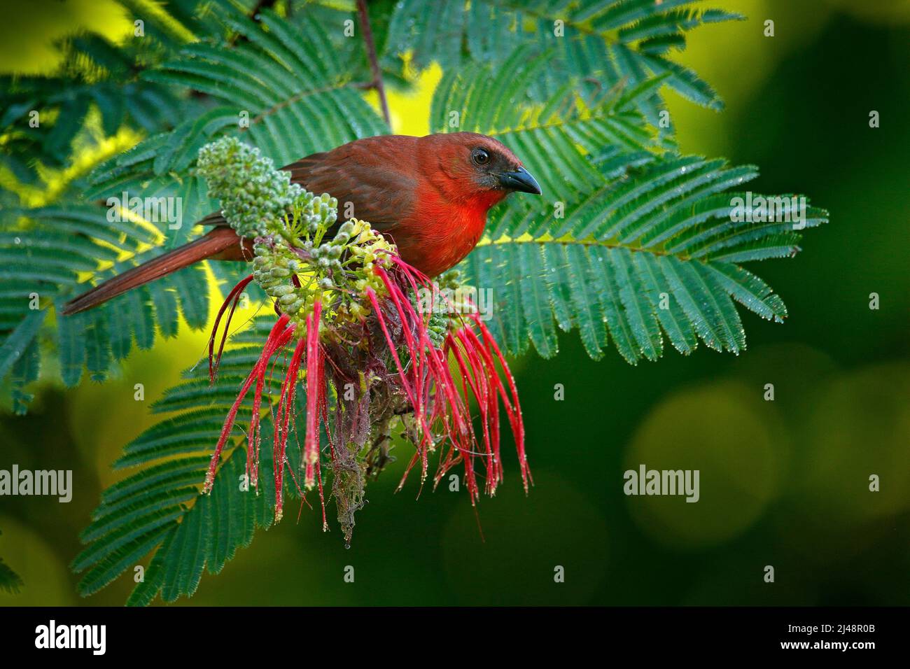 Red-throated Ant-Tanager, Habia fuscicauda, red bird in the nature ...