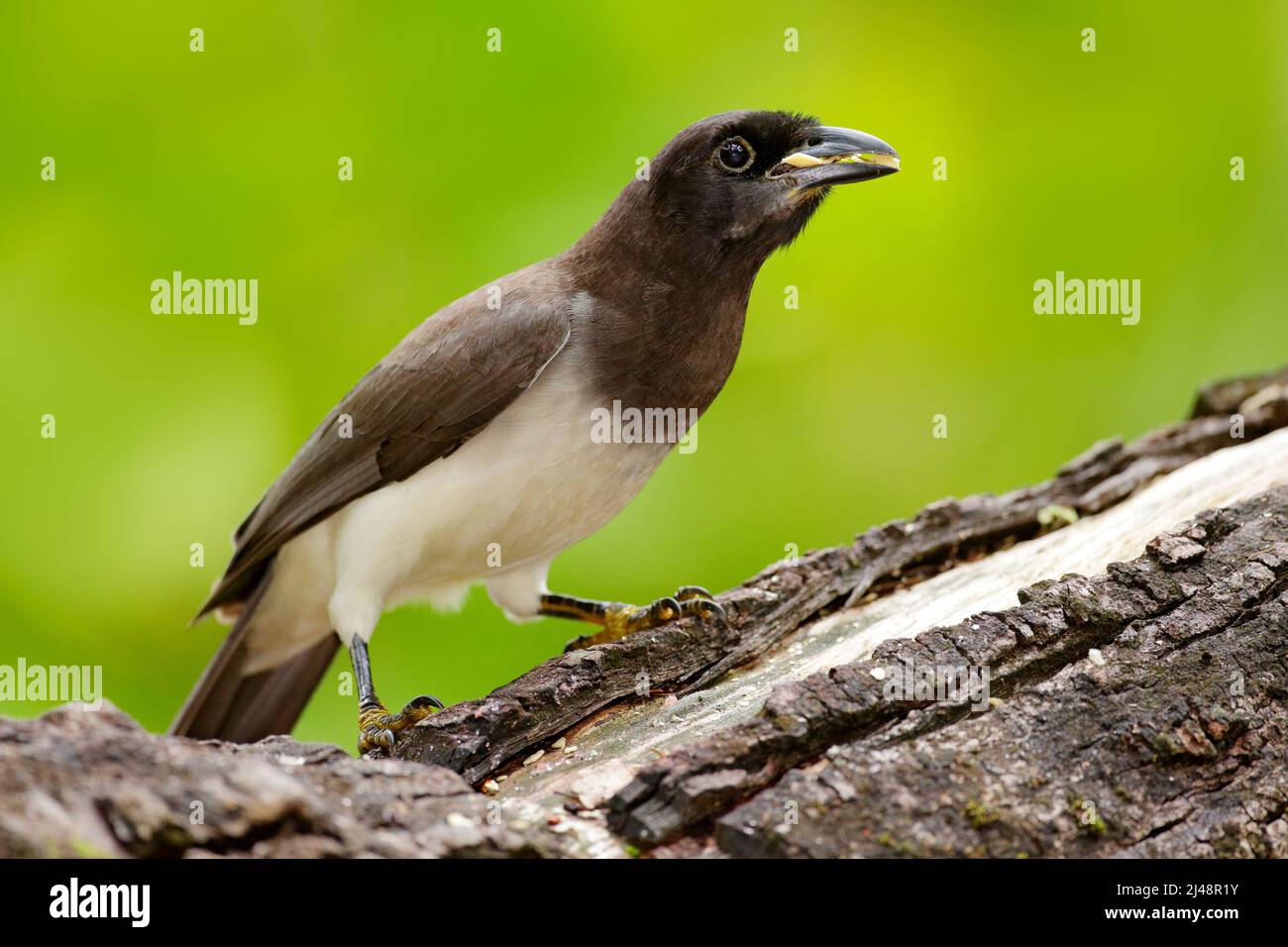 Brown Jay, Cyanocorax morio, bird from green Costa Rica forest, in the ...