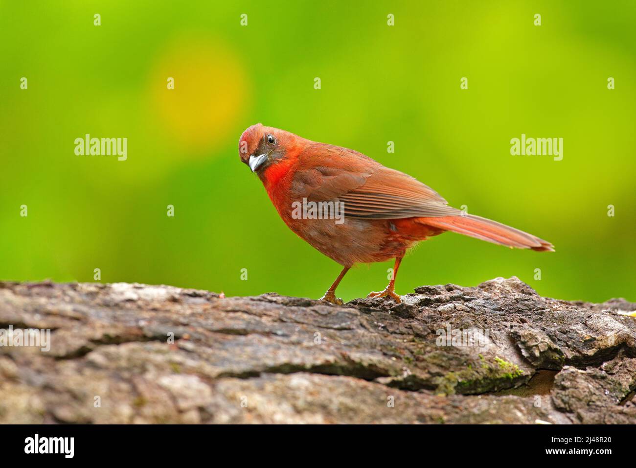 Birdwatching in Central America. Wildlife scene from nature, Belize ...