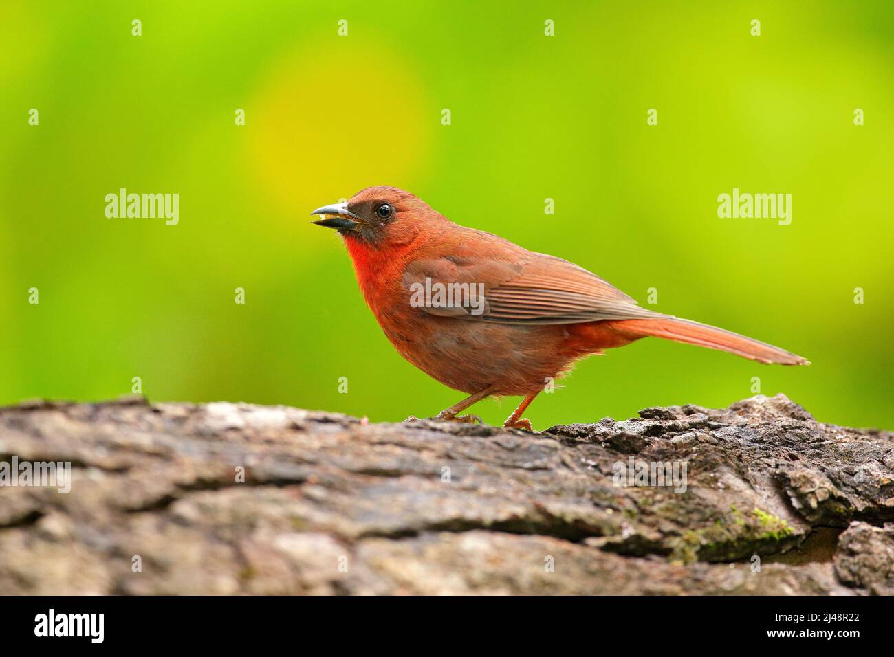 Red-throated Ant-Tanager, Habia fuscicauda, red bird in the nature ...
