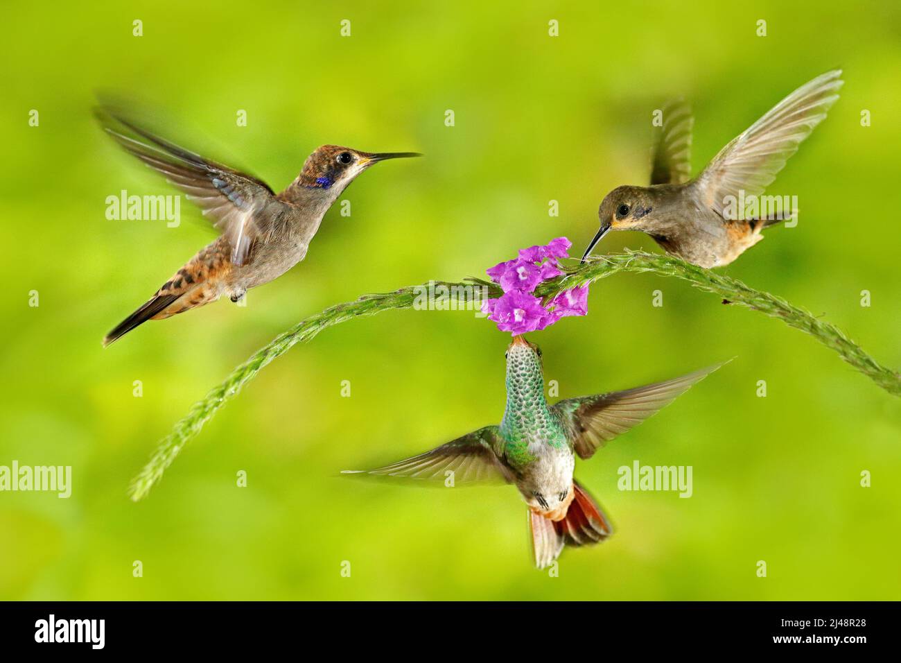 Three bird with pink flower. Hummingbird Brown Violet-ear, flying next ...
