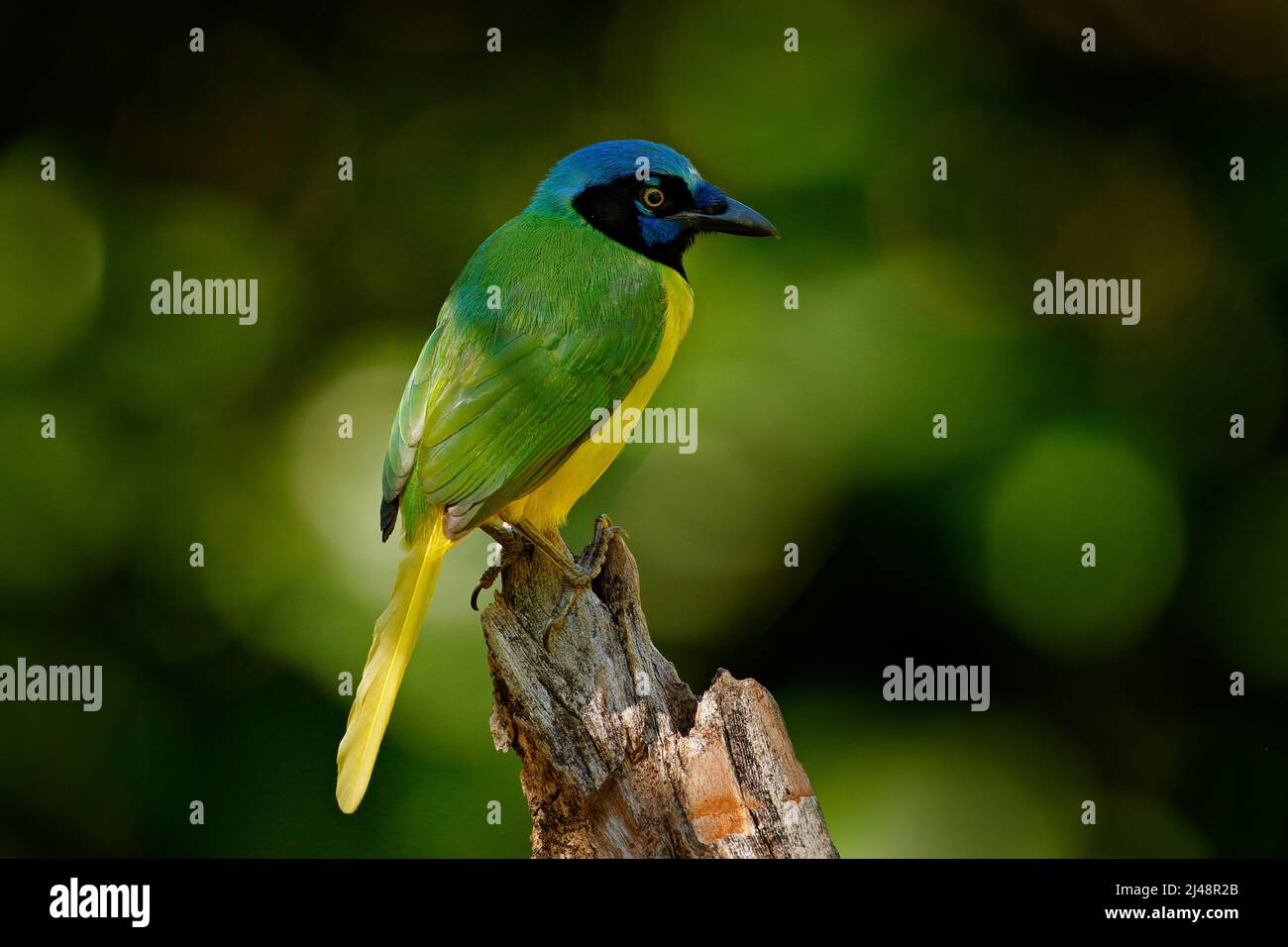 Green Jay, Cyanocorax yncas, wild nature, Belize. Beautiful bird from ...
