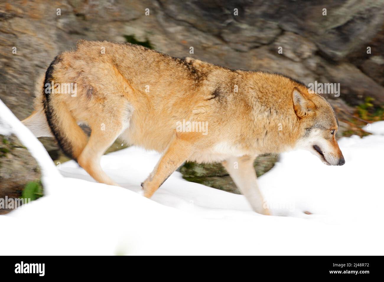 Wolf in snowy rock mountain, Europe. Winter wildlife scene from nature ...