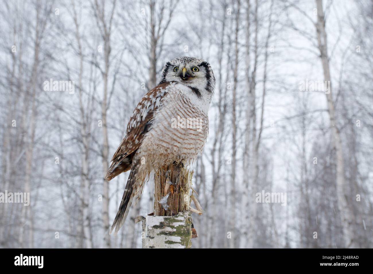 Owl, snow Finland. Nature of north Europe. Snowy winter scene with hawk ...