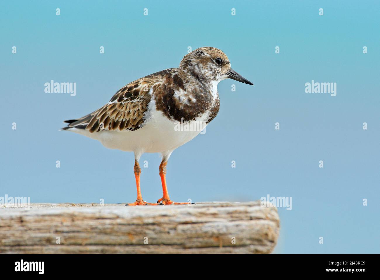 Calico bird hi-res stock photography and images - Alamy