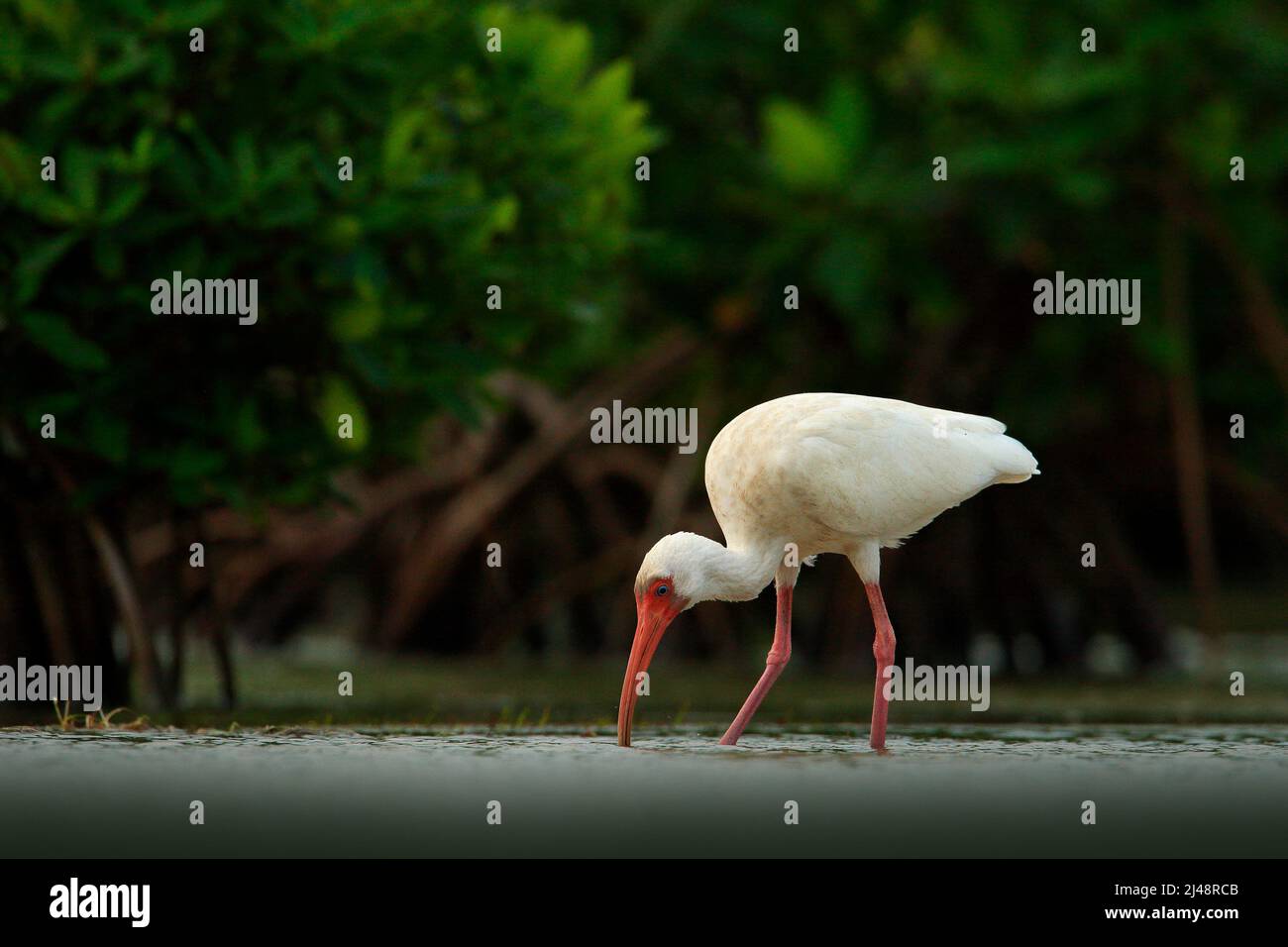 accipitriformes, animal, aves, avian, beak, belize, bird, birdwatching ...