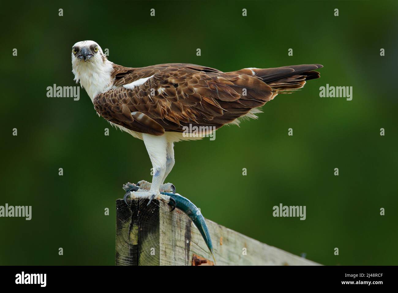 Bird catch fish. Bird of prey Osprey, Pandion haliaetus, feeding catch ...