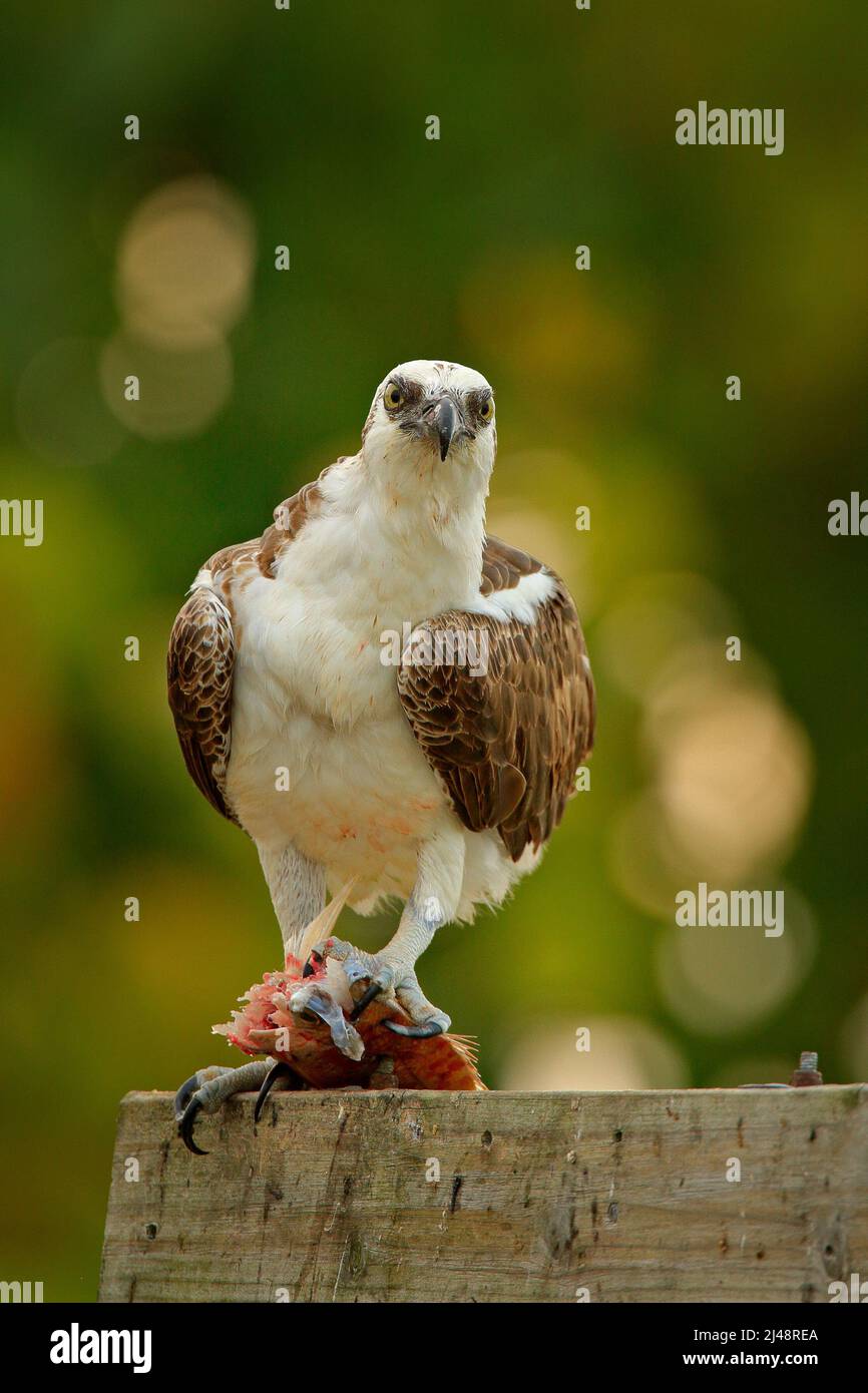 Osprey with fish. Bird catch the fish. Bird of prey Osprey, Pandion ...