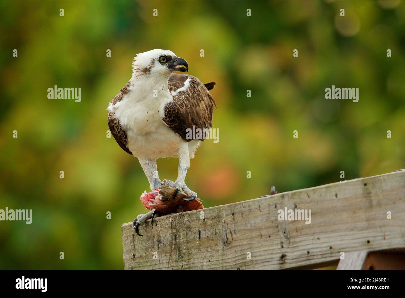 Osprey with fish. Bird catch the fish. Bird of prey Osprey, Pandion ...
