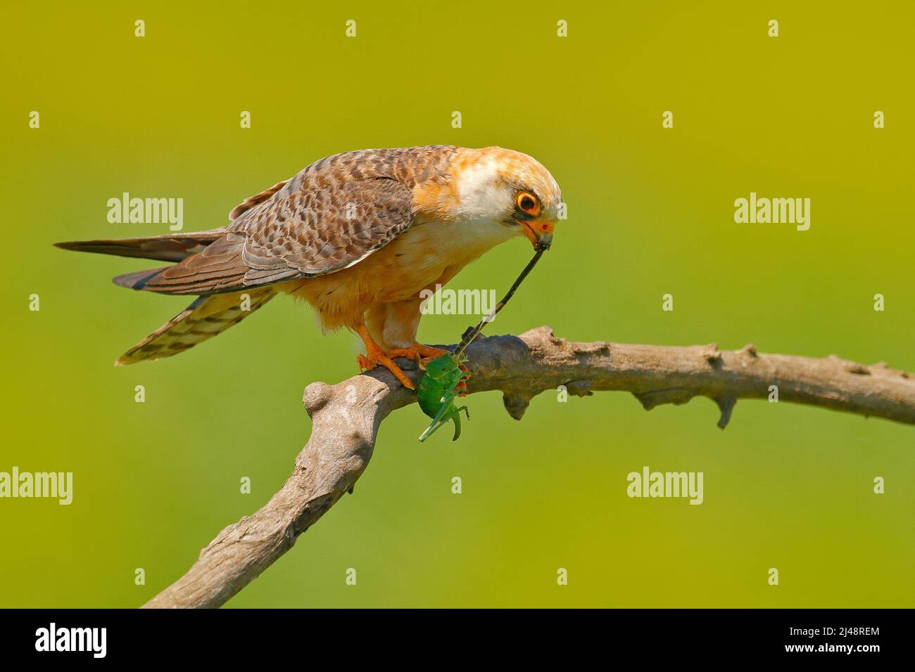 Falcon with catch locust grasshopper. Red-footed Falcon, Falco ...
