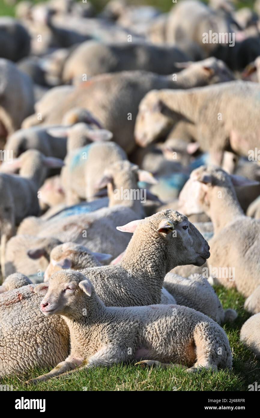 Salem, Germany. 29th Nov, 2019. A flock of sheep camps in a meadow ...