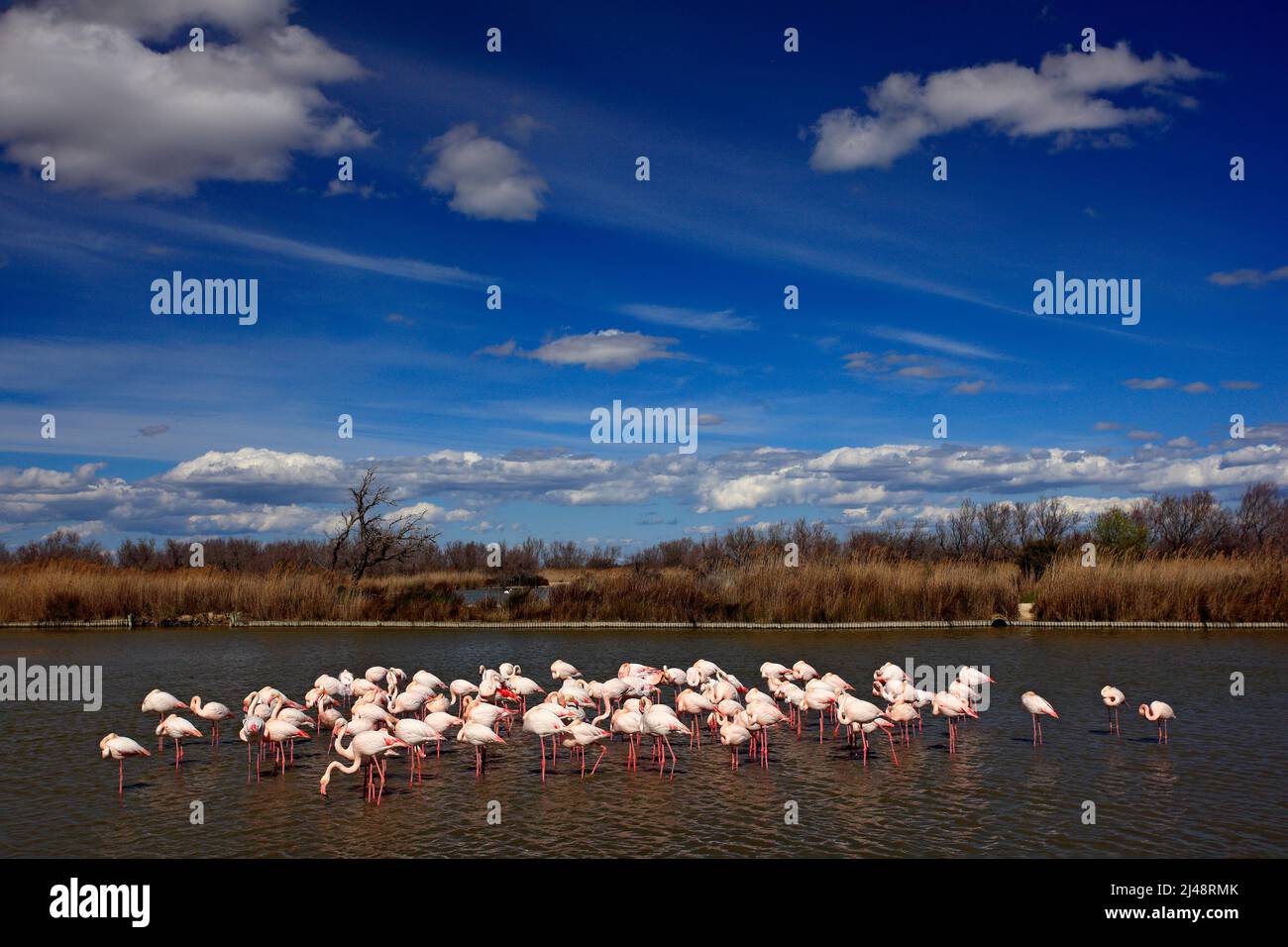 Landscape with flamingos. Flock of Greater Flamingo, Phoenicopterus ...