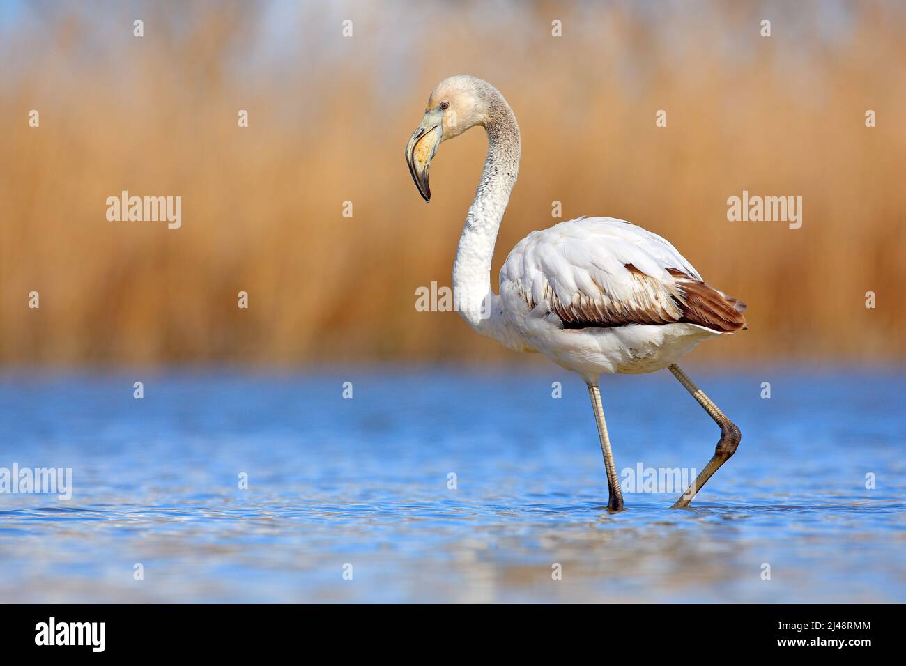 Phoenicopterus ruber camargue young hi-res stock photography and images ...