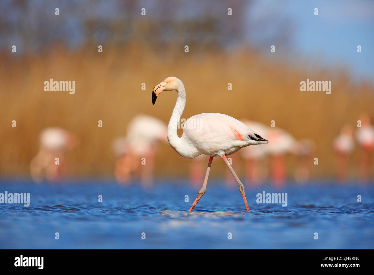 Flamingo in its habitat hi-res stock photography and images - Alamy