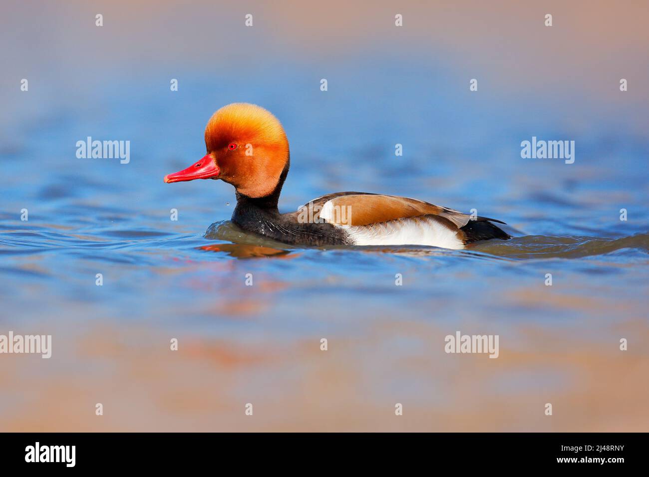 Nice duck with rusty head in blue water. Evening sun in the lake ...
