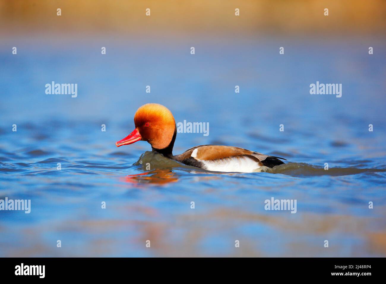 Red-crested Pochard, Netta rufina, floating on dark water surface. Nice ...