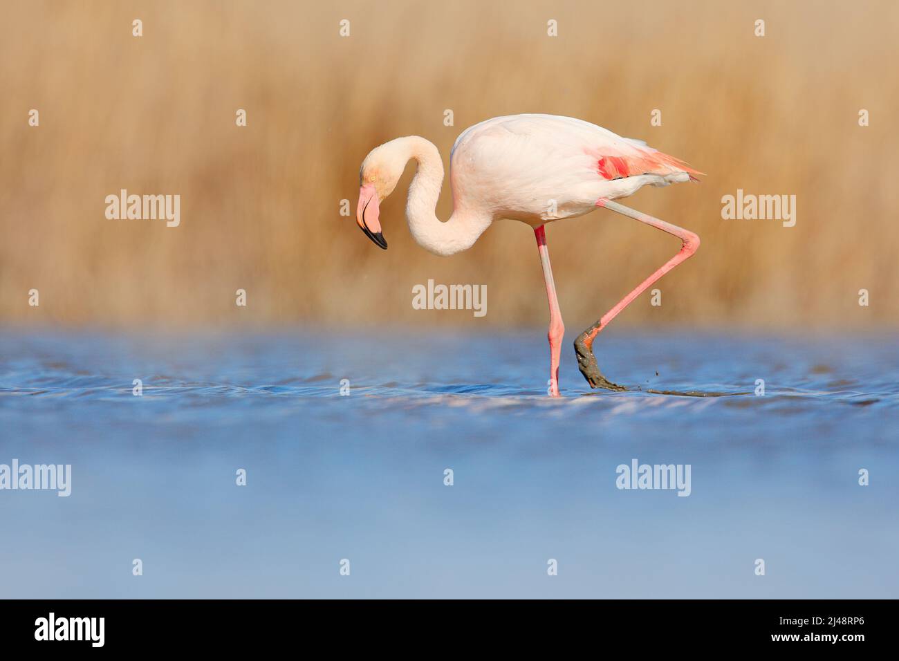 Flamingo walk in water. Wildlife animal scene from nature. Flamingo in ...