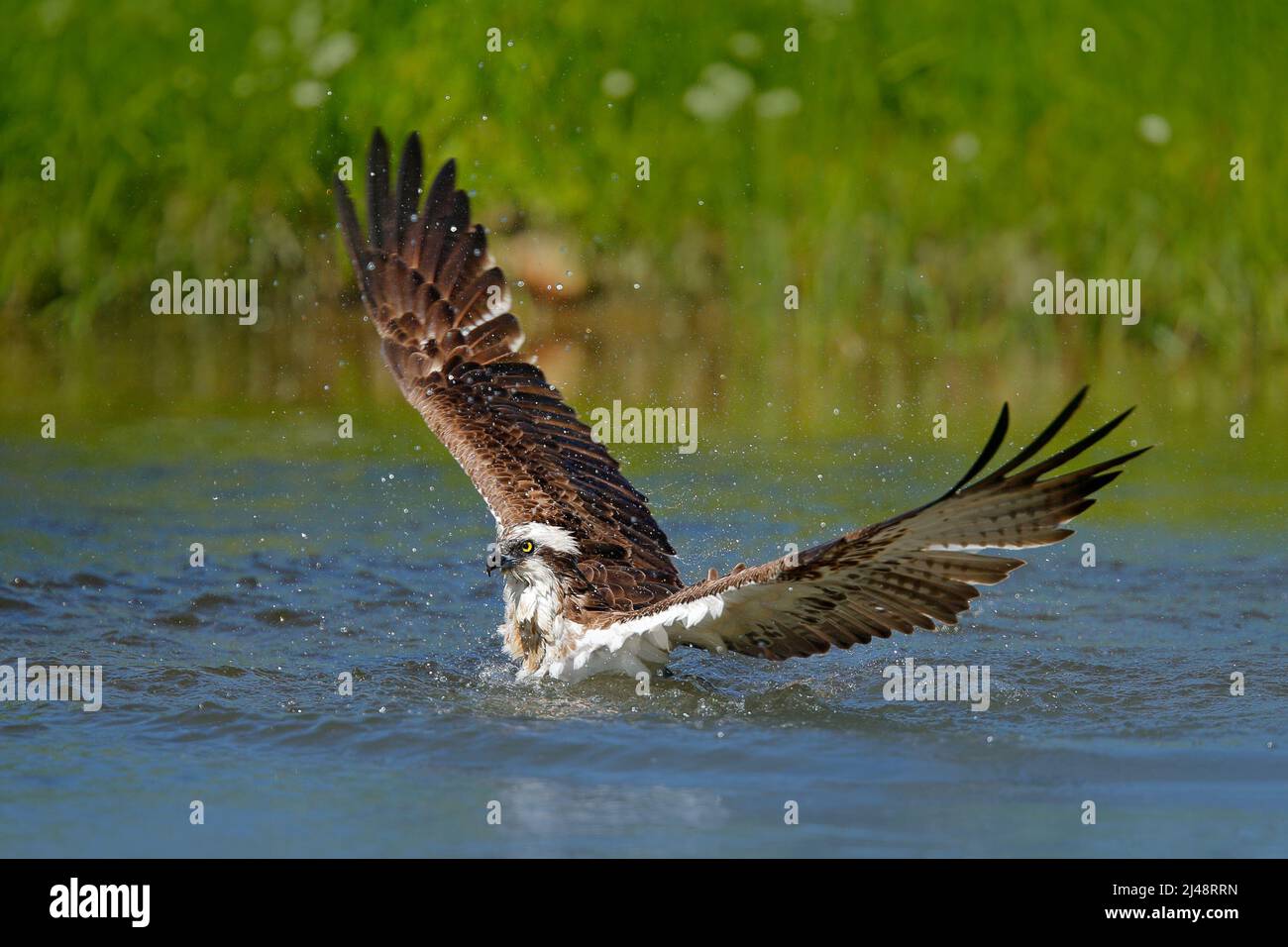 Osprey catch fish. Flying osprey with fish. Action scene with bird ...