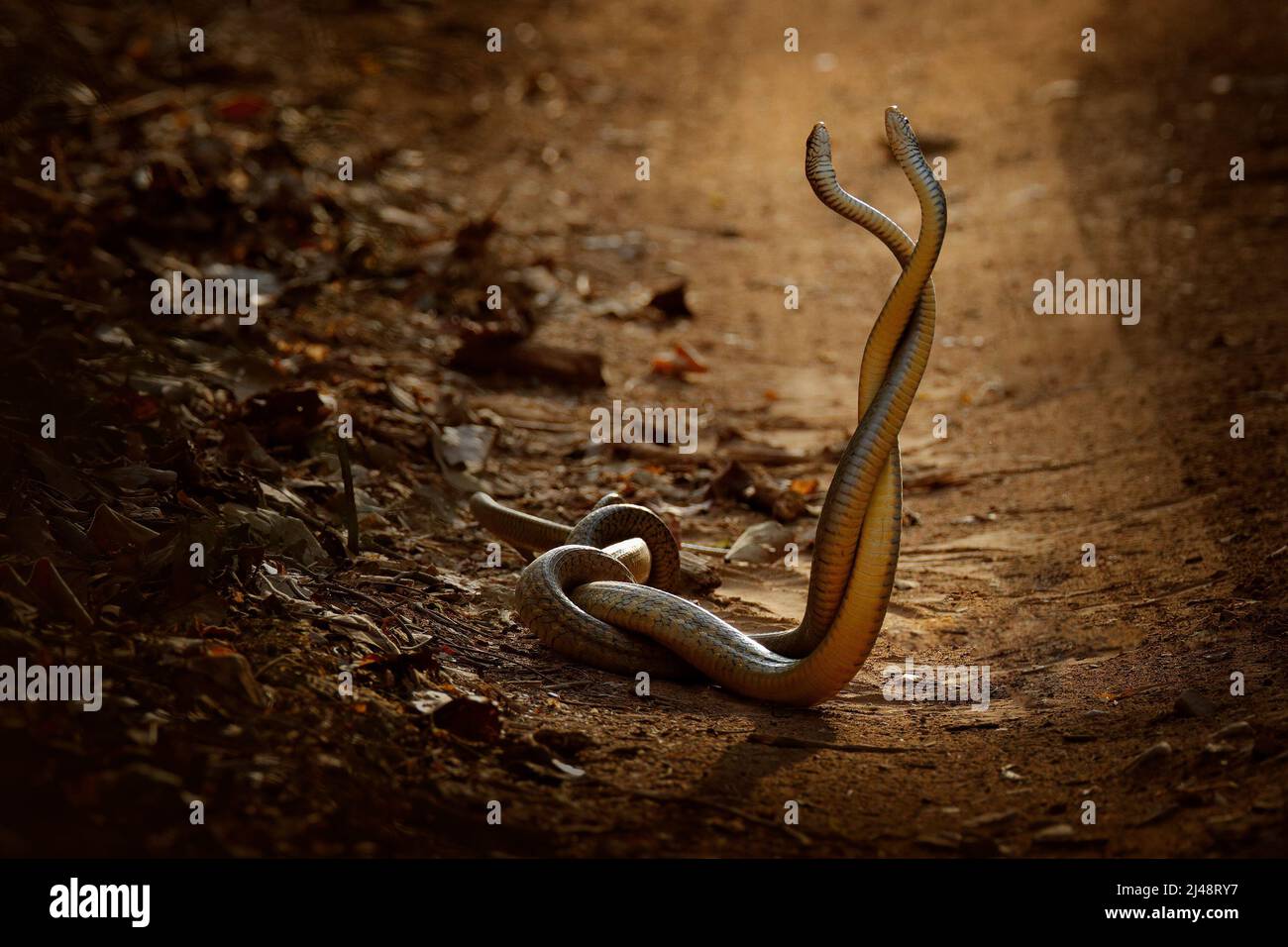 Indian rat snake, Ptyas mucosa. Two non-poisonous Indian snakes ...