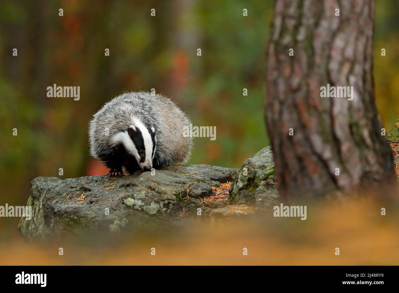 Badger in forest, animal nature stone habitat, Germany, Europe ...