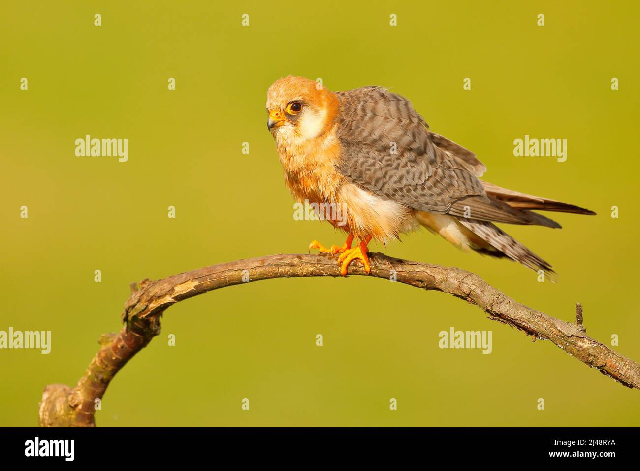 Red-footed Falcon, Falco vespertinus, bird sitting on branch with clear ...
