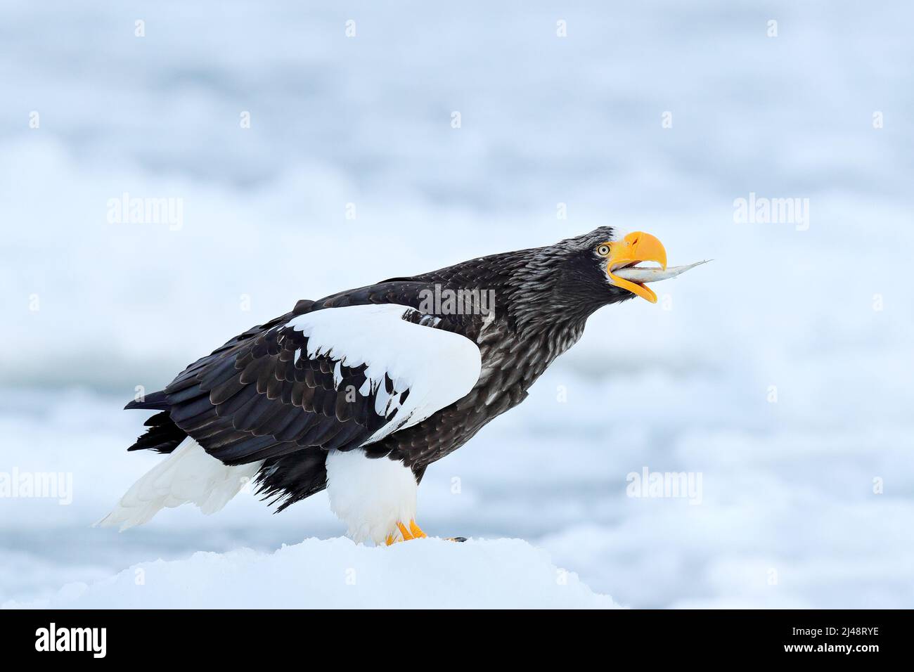 Wildlife action behaviour scene from nature. Fish in bill. Eagle on ice ...