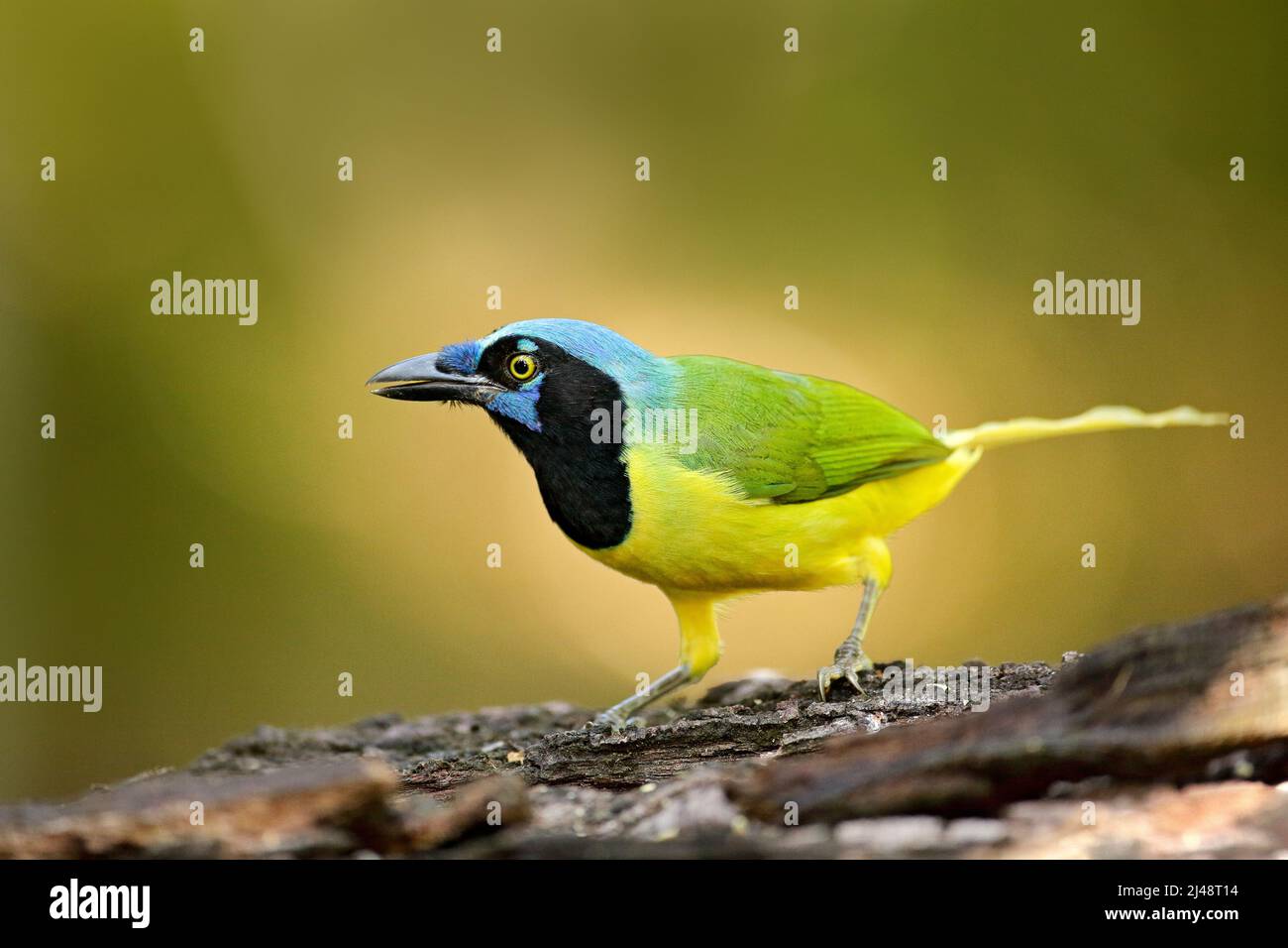 Green Jay, Cyanocorax yncas, wild nature, Belize. Beautiful bird from ...