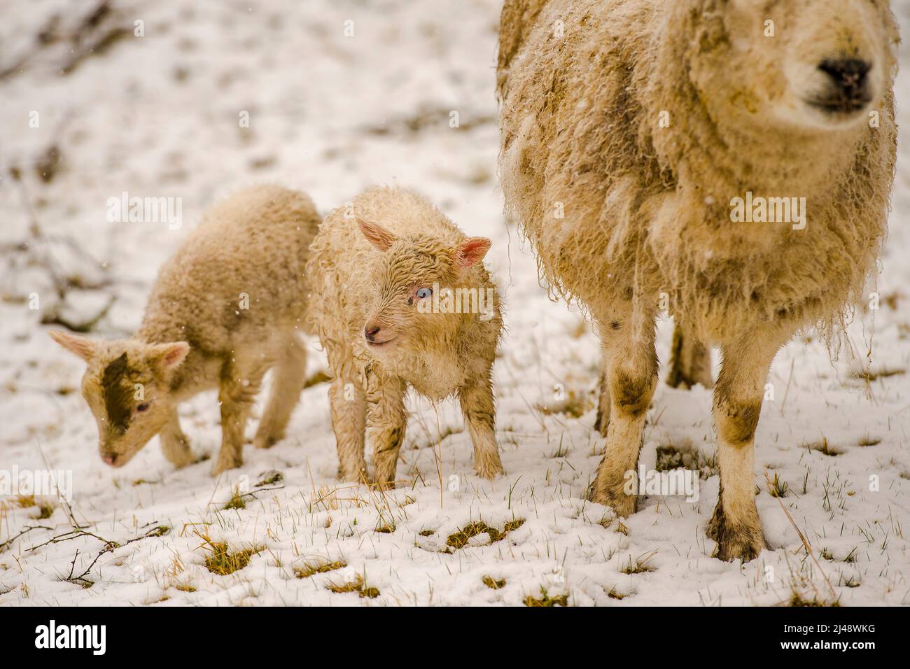 Spring lambs stand in the snow in a field near the Bridge of Gairn ...