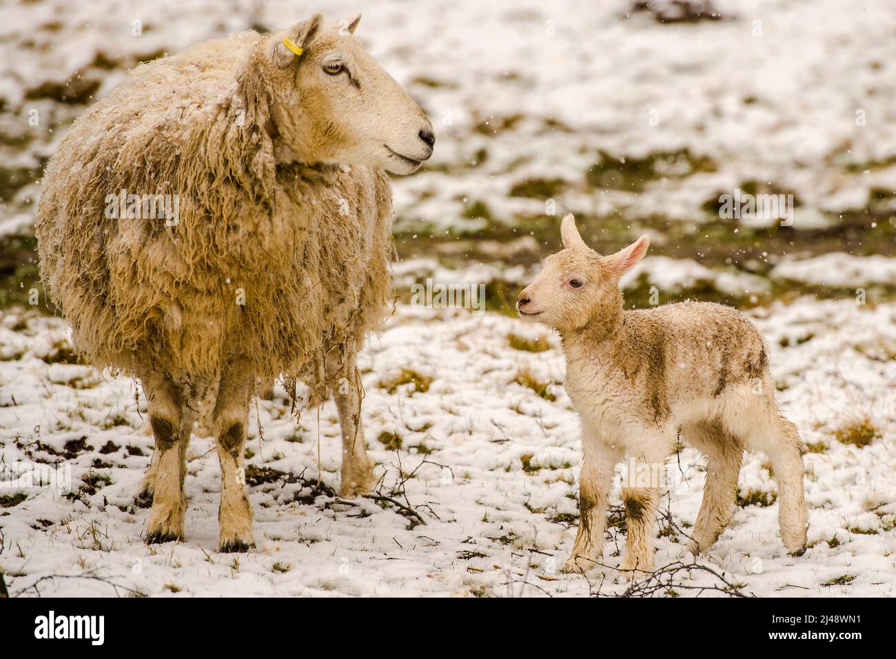 Spring lambs stand in the snow in a field near the Bridge of Gairn ...
