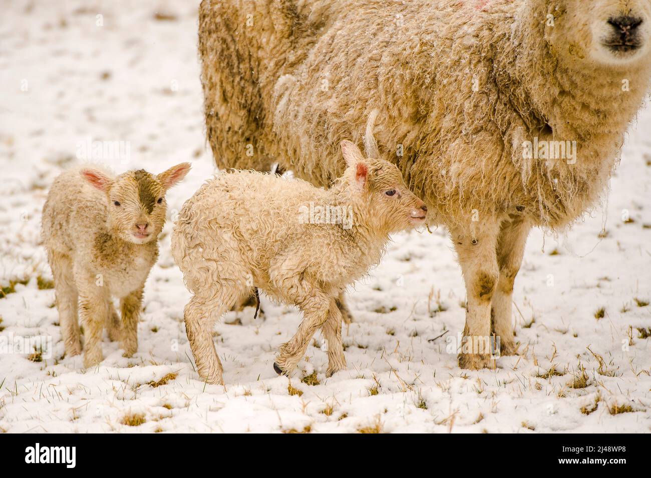 Spring lambs stand in the snow in a field near the Bridge of Gairn ...
