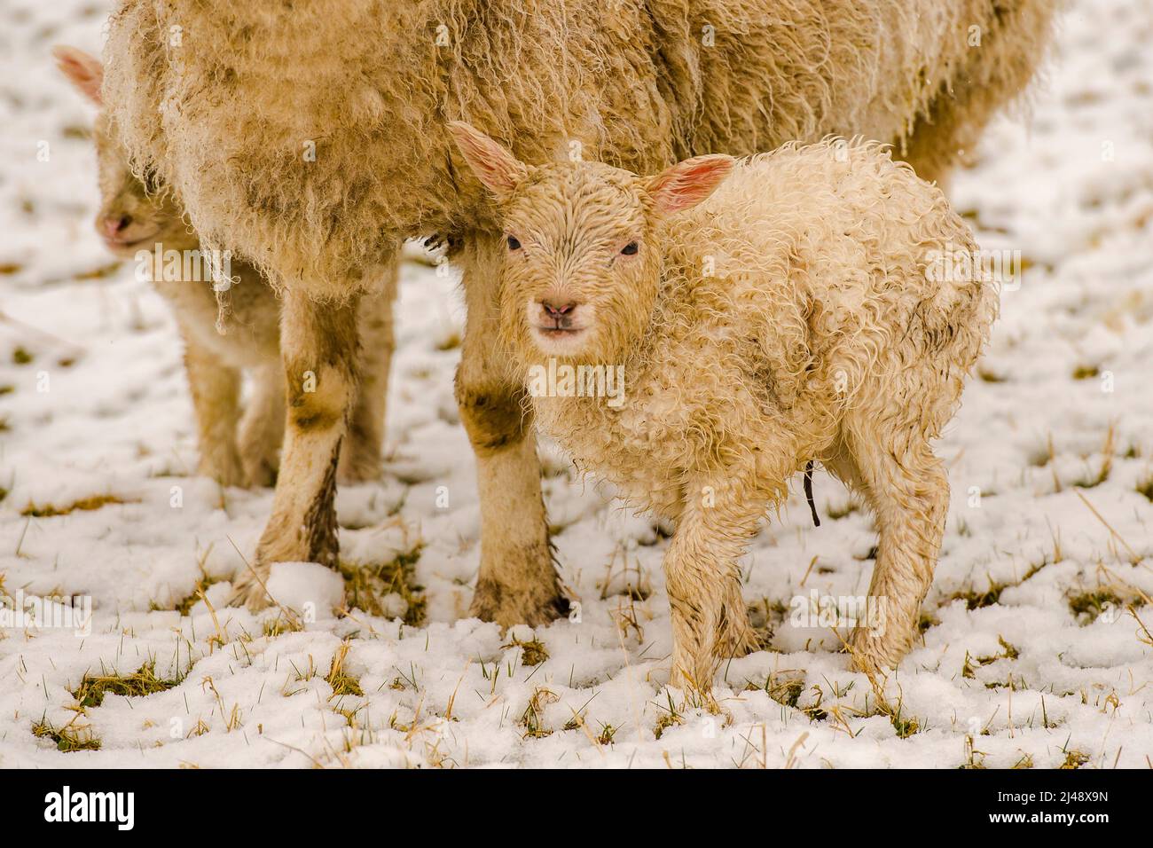 Spring lambs stand in the snow in a field near the Bridge of Gairn ...