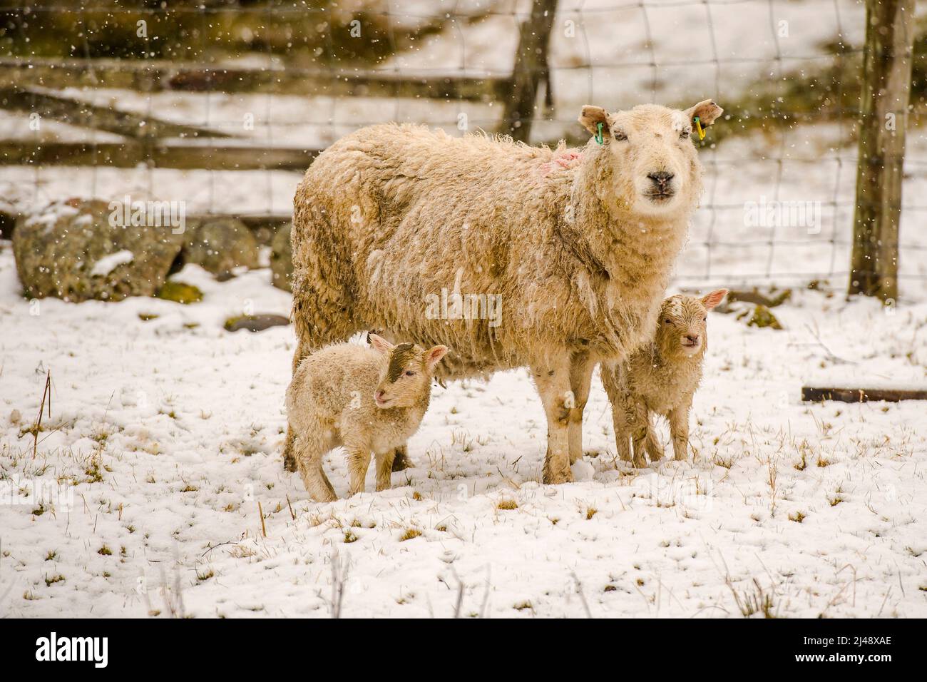 Spring lambs stand in the snow in a field near the Bridge of Gairn ...
