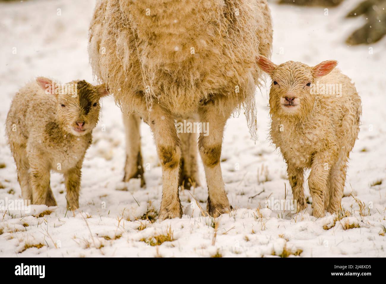 Spring lambs stand in the snow in a field near the Bridge of Gairn ...