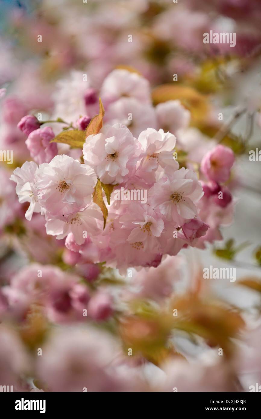 Cotswold pink cherry blossom hi-res stock photography and images - Alamy
