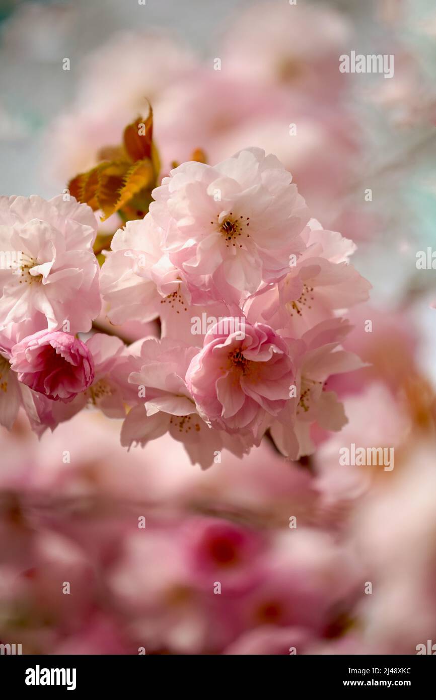Spriong pink Cherry blossom Stock Photo - Alamy