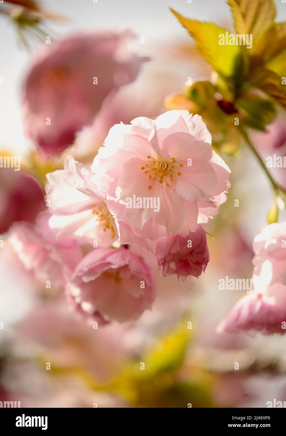 Cotswold pink cherry blossom hi-res stock photography and images - Alamy