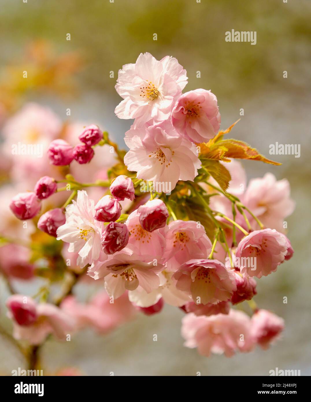 Cotswold pink cherry blossom hi-res stock photography and images - Alamy