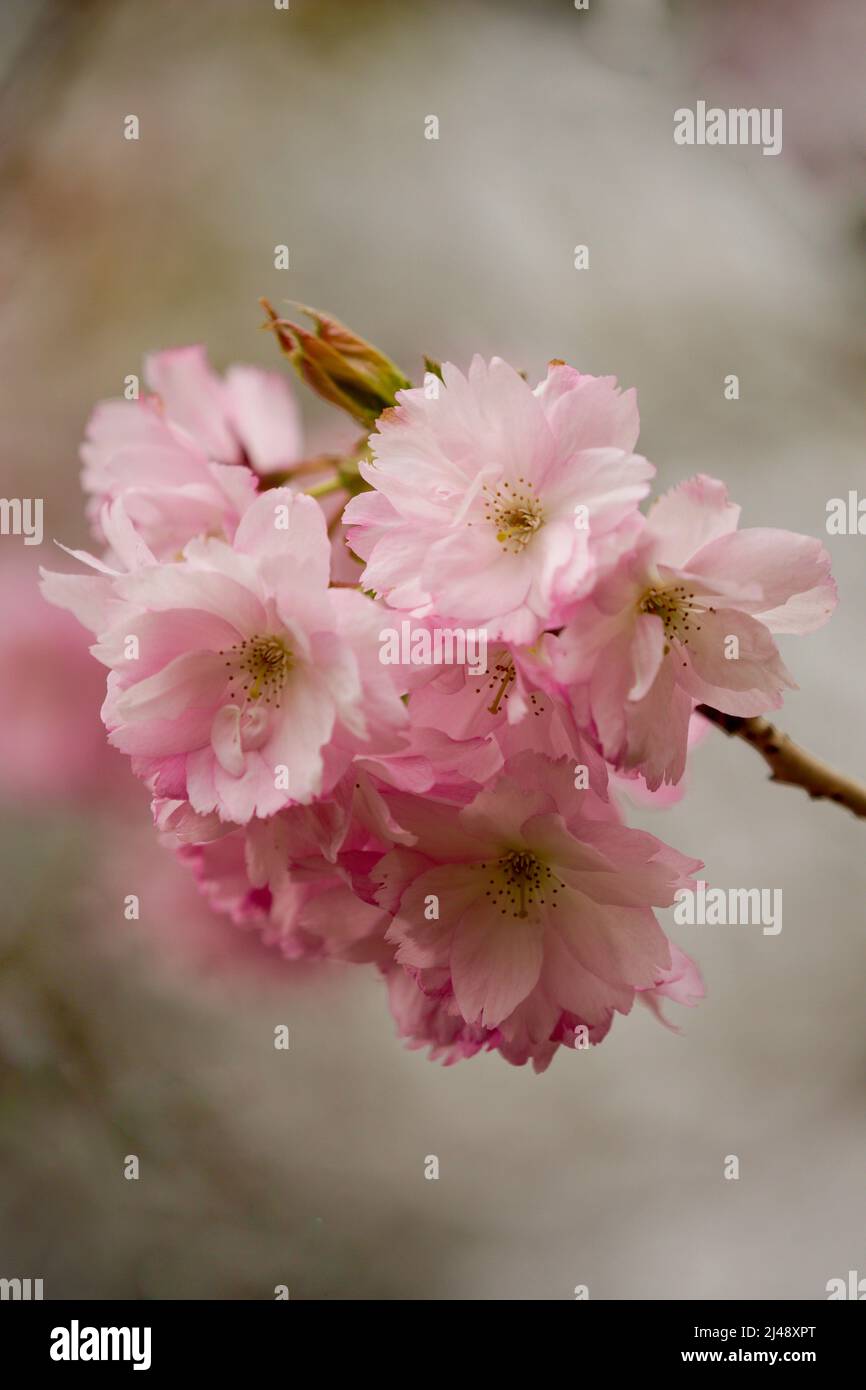 Spriong pink Cherry blossom Stock Photo - Alamy