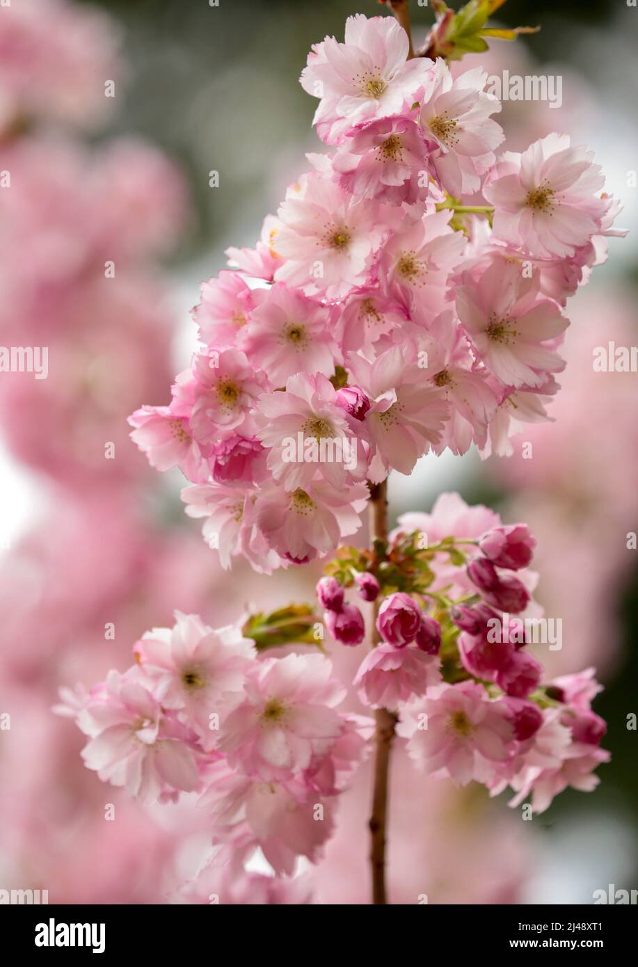 Spriong pink Cherry blossom Stock Photo - Alamy