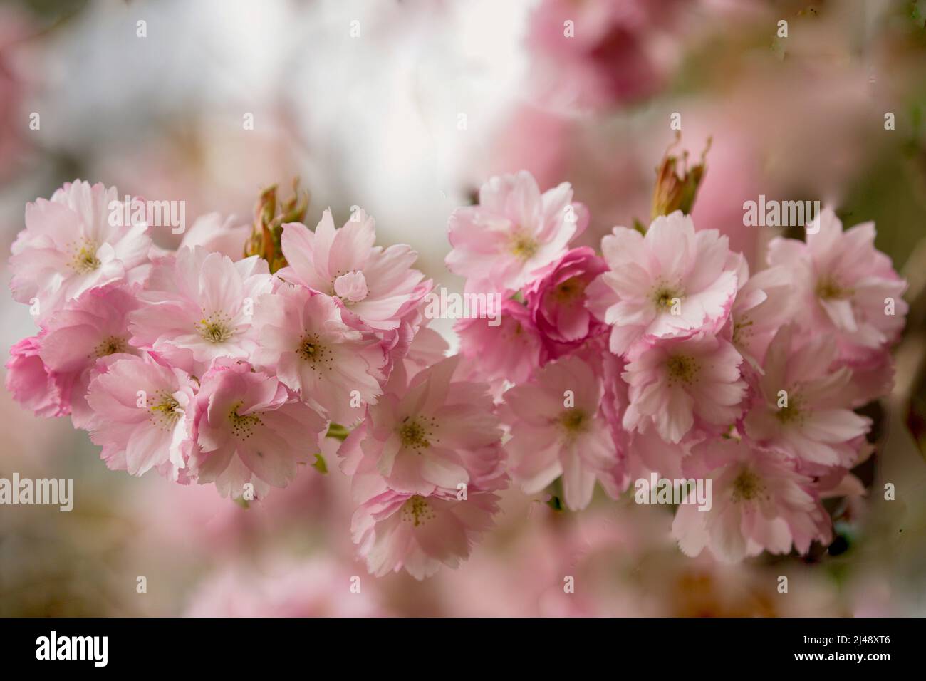 Cotswold pink cherry blossom hi-res stock photography and images - Alamy