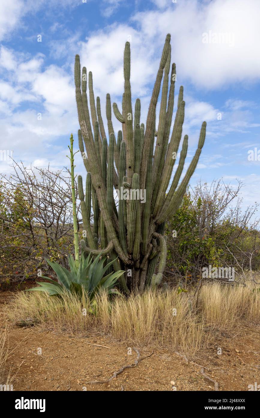 Huge cactus along the path to the Jan Thiel Salt Flats, Curacao Stock ...