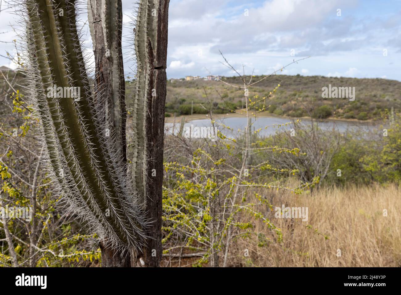 Big cactus on the overgrown hills around the Jan Thiel Salt Flats on ...