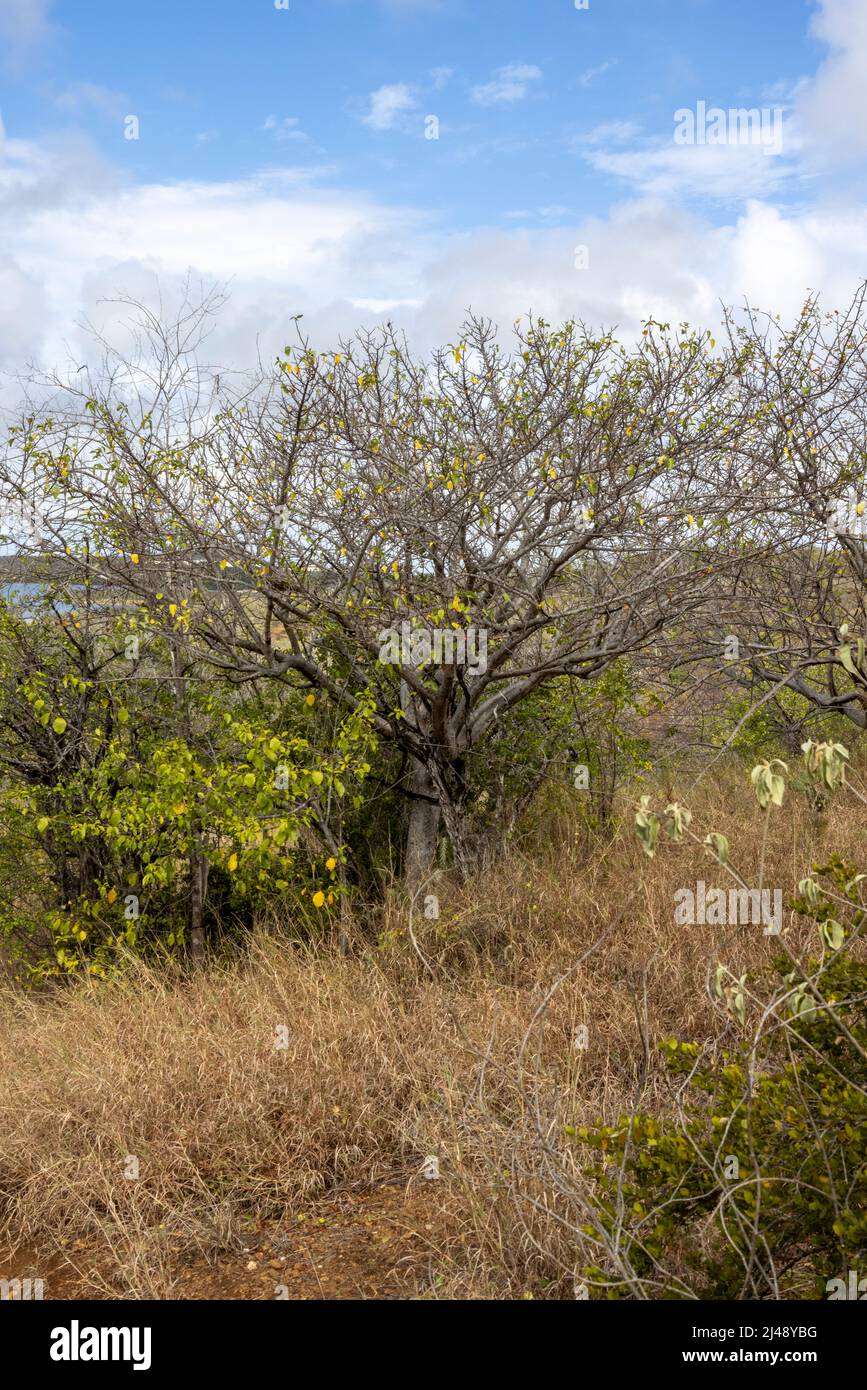 Small tree on the overgrown hills around the Jan Thiel Salt Flats on ...