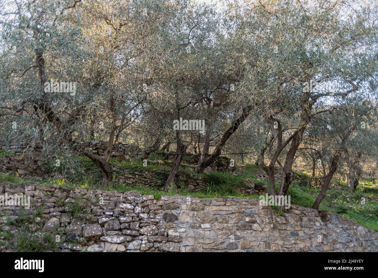 Terraced stone walls support olive trees on the hillside, Province of ...