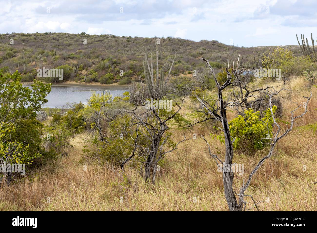 Small, dead trees and big cactuses in the veld around the Jan Thiel ...