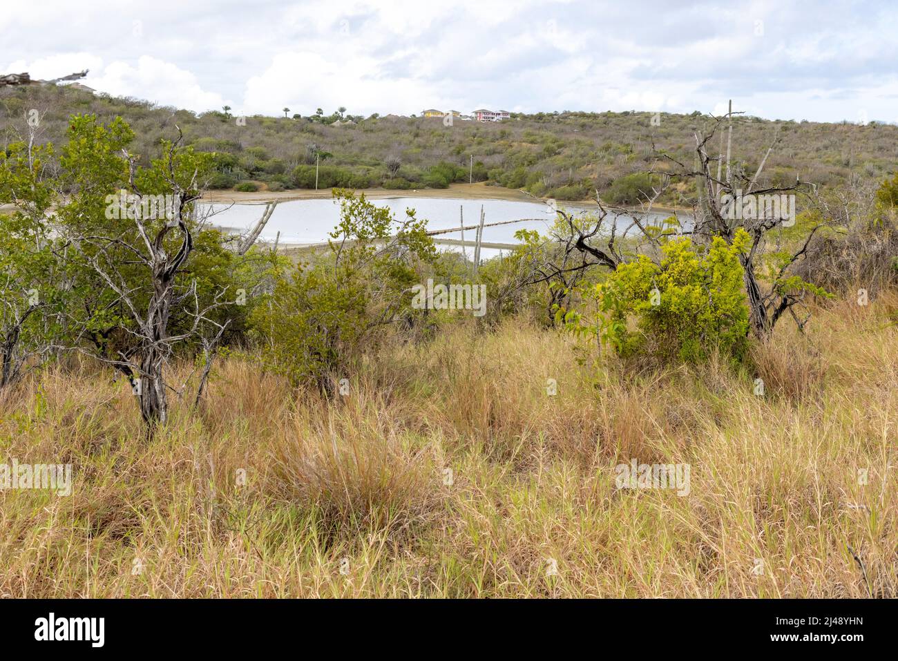 Small, dead trees and big cactuses in the veld around the Jan Thiel ...